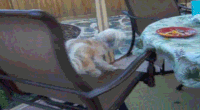 Tan GIFs - Get the best gif on GIFER