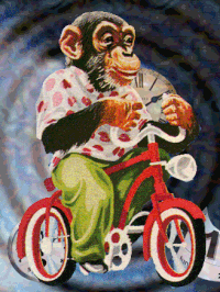 Chimp GIFs - Get the best gif on GIFER