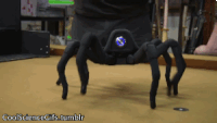 Arachnid GIFs - Get the best gif on GIFER