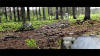 Runner GIFs - Get the best gif on GIFER