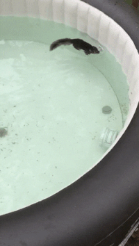Tubs GIFs - Get the best gif on GIFER