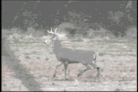 Hunting GIFs - Get the best gif on GIFER