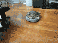 Roomba GIFs - Get the best gif on GIFER