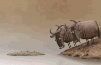 Investigator GIFs - Get the best gif on GIFER