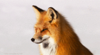 Foxes GIFs - Get the best gif on GIFER