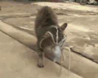 Fearless GIFs - Get the best gif on GIFER