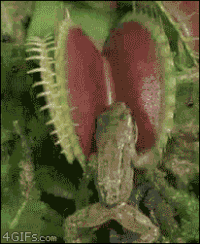 Frog GIFs - Get the best gif on GIFER