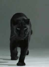 Jaguar GIFs - Get the best gif on GIFER