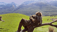 Hobbit GIFs - Get the best gif on GIFER