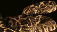 Rattlesnake GIFs - Get the best gif on GIFER