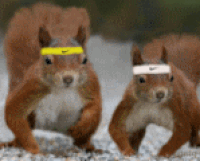Squirrel GIFs - Get the best gif on GIFER
