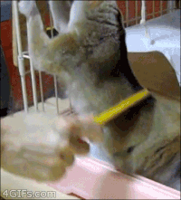 Brushing GIFs - Get the best gif on GIFER