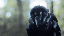 Bloodraven GIFs - Get the best gif on GIFER