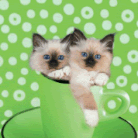 Rotfl GIFs - Get the best gif on GIFER