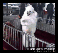 Poodle GIFs - Get the best gif on GIFER
