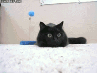 Observation GIFs - Get the best gif on GIFER