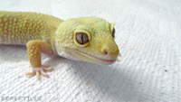 Gecko GIFs - Get the best gif on GIFER