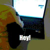 Wilhelm GIFs - Get the best gif on GIFER