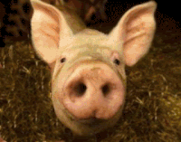 Свинья гифки, анимированные GIF изображения свинья - скачать гиф ...