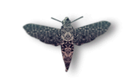 Moths GIFs - Get the best gif on GIFER