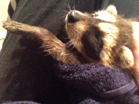 Racoon GIFs - Get the best gif on GIFER