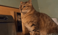 Meaning GIFs - Get the best gif on GIFER
