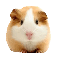 Hamster GIFs - Get the best gif on GIFER