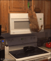 Cat burglar GIFs - Get the best gif on GIFER