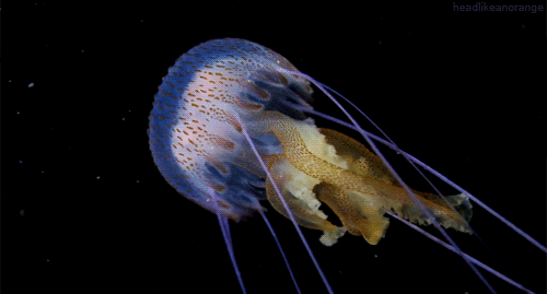 Marine science GIFs - Obtenez le meilleur gif sur GIFER