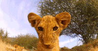 Cub GIFs - Get the best gif on GIFER