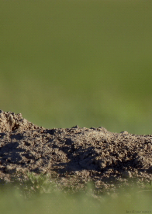 Badprairiedogging GIF - Conseguir o melhor gif em GIFER