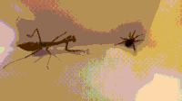 Preying mantis GIFs - Get the best gif on GIFER