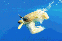 Pollution GIFs - Get the best gif on GIFER