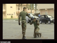 Military GIFs - Get the best gif on GIFER