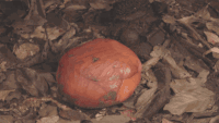 Fungus GIFs - Get the best gif on GIFER