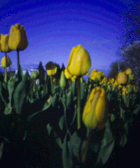 Tulip GIFs - Get the best gif on GIFER