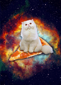 Galaxy cat GIFs - Get the best gif on GIFER