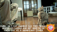 Litter GIFs - Get the best gif on GIFER