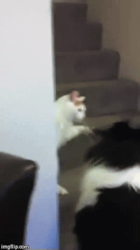 Swipe GIFs - Get the best gif on GIFER