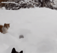 Winter GIFs - Hole dir die besten GIFs auf GIFER