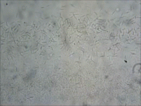 Protists GIFs - Get the best gif on GIFER