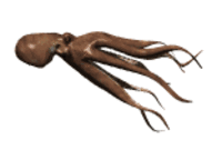 Octopus GIFs - Get the best gif on GIFER