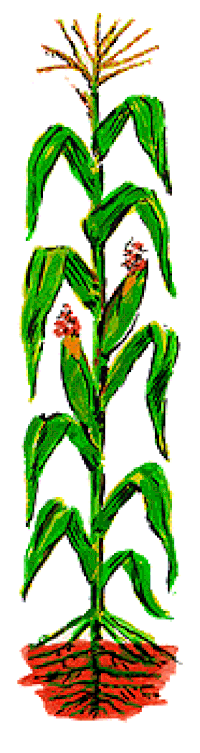 Corn S Get The Best On Er