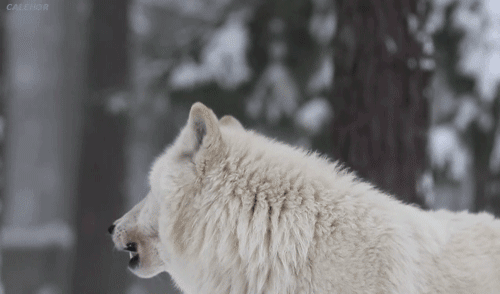 Artic wolf GIF - Conseguir o melhor gif em GIFER