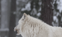 Lobo GIF - Conseguir el mejor gif en GIFER