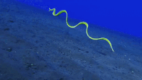 Eels GIFs - Get the best gif on GIFER