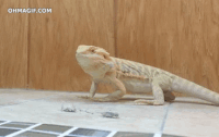 Lizard tongue GIFs - Get the best gif on GIFER