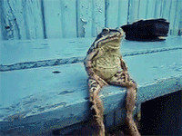 Frog GIFs - Get the best gif on GIFER