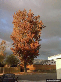 Arbol GIF - Conseguir el mejor gif en GIFER