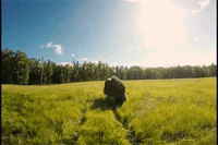 Ox GIFs - Get the best gif on GIFER
